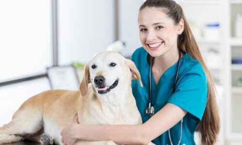 Online Pre-Vet Programs - Pre-Veterinary Degrees